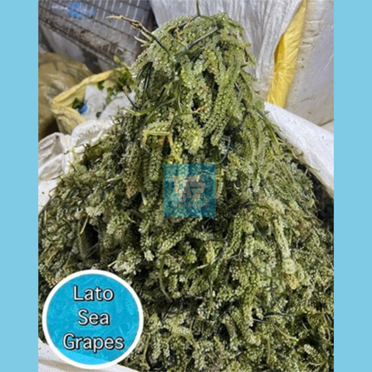 Lato (Sea Grapes) – 4R Fresh And Frozen