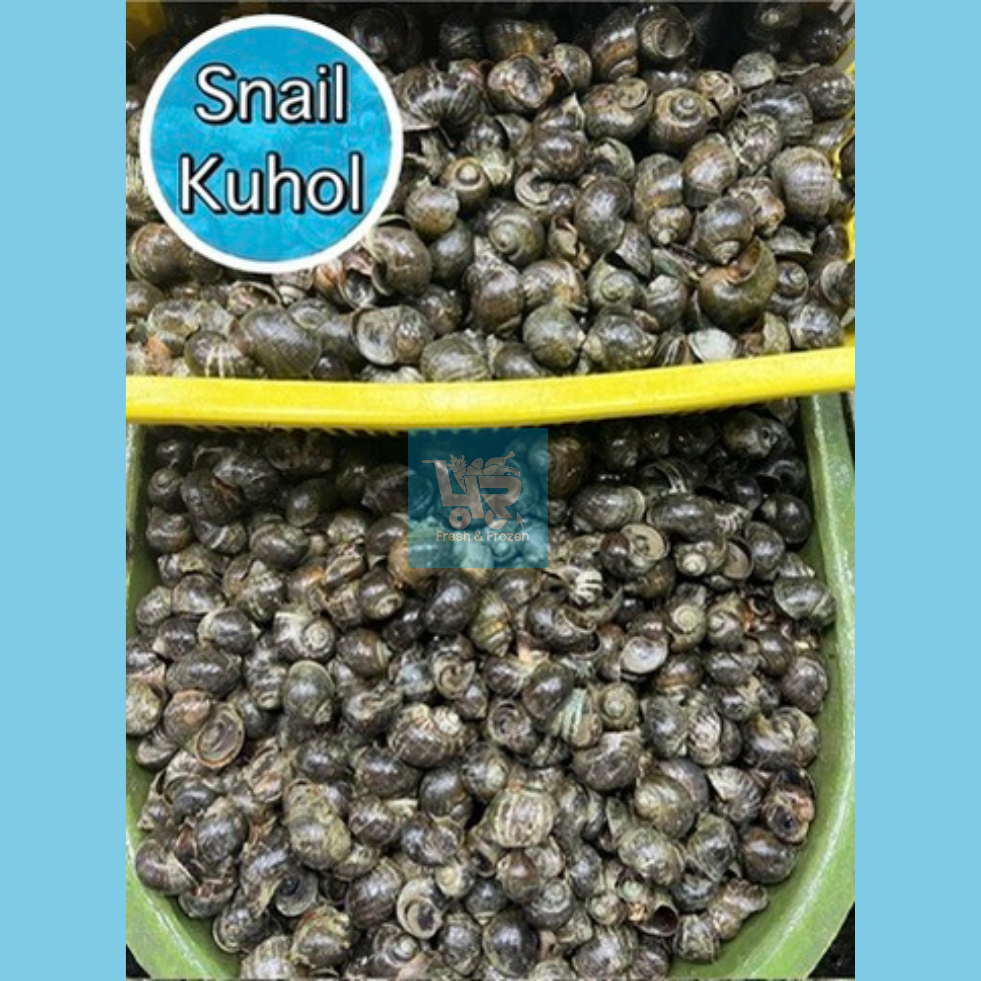 Snail (Kuhol) – 4R Fresh And Frozen