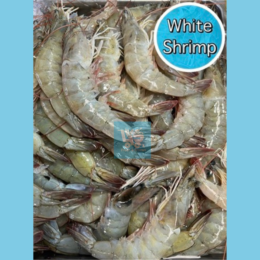 White Shrimp (Hipon or Suahe) – 4R Fresh And Frozen