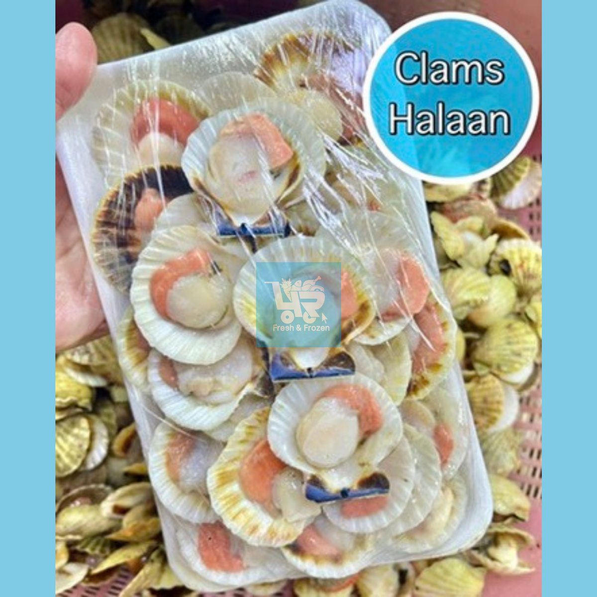 Clams (Halaan) – 4R Fresh And Frozen
