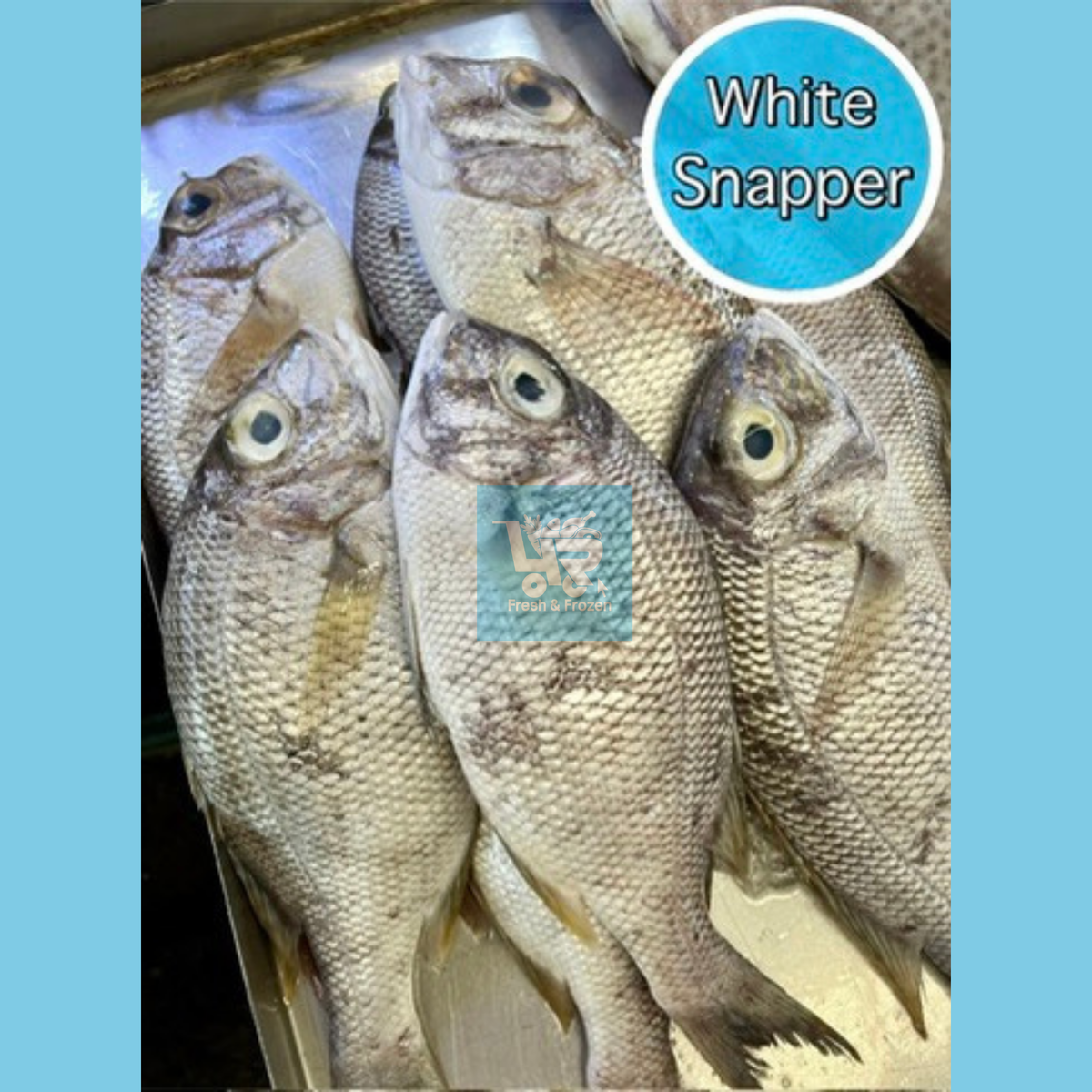 Maya-Maya (White Snapper) – 4R Fresh And Frozen
