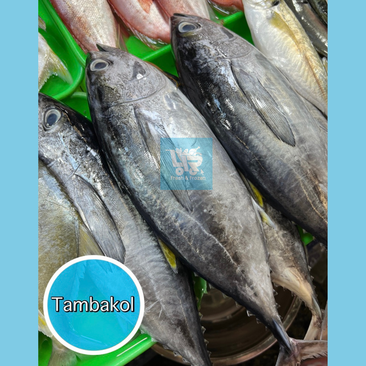 Tambakol (Skipjack Tuna) – 4R Fresh And Frozen