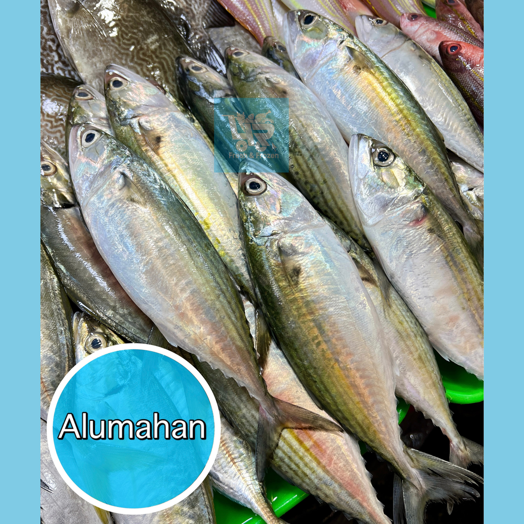 Alumahan (Indian Mackerel) – 4R Fresh And Frozen