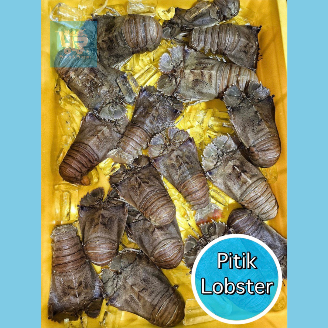 Pitik Lobster (Slipper Lobster) – 4R Fresh And Frozen