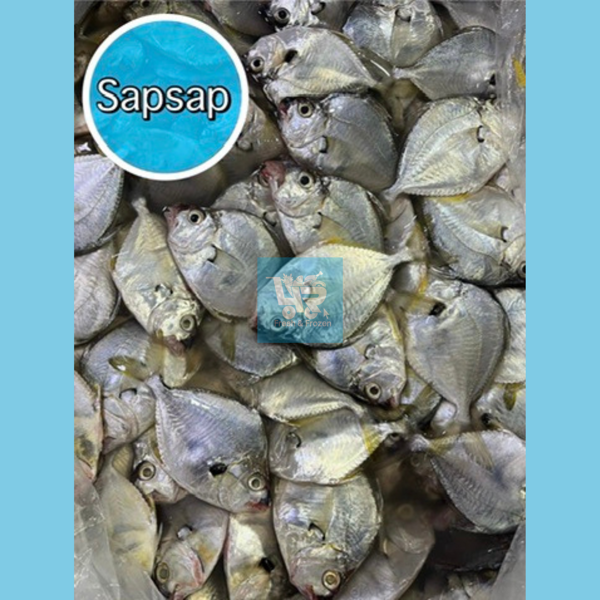 SapSap (Ponyfish) – 4R Fresh And Frozen