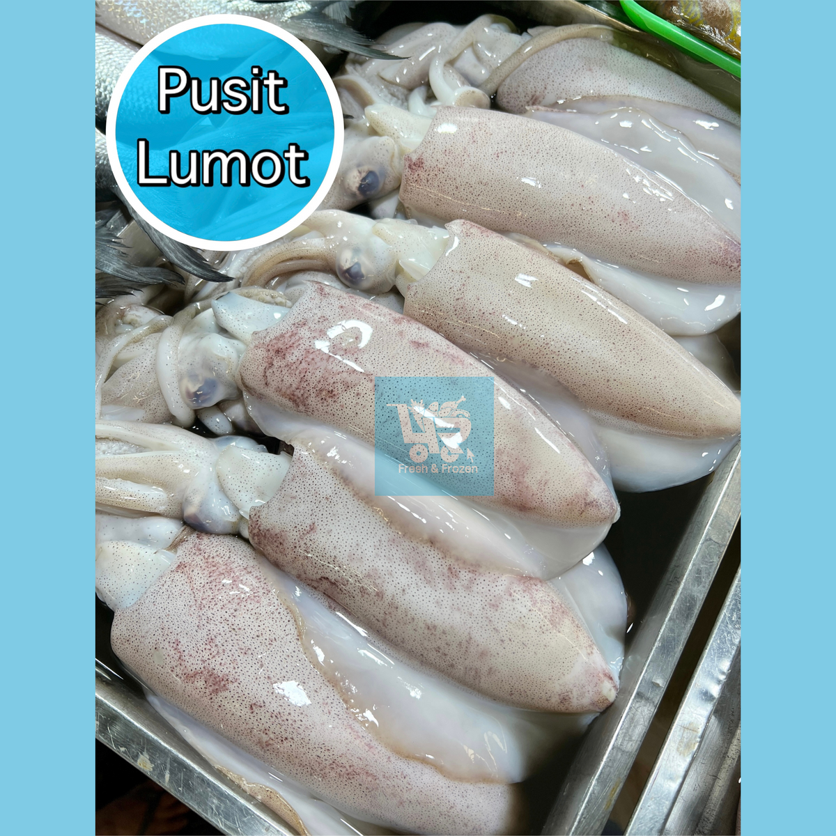 Squid Lumot (Cuttlefish) – 4R Fresh And Frozen