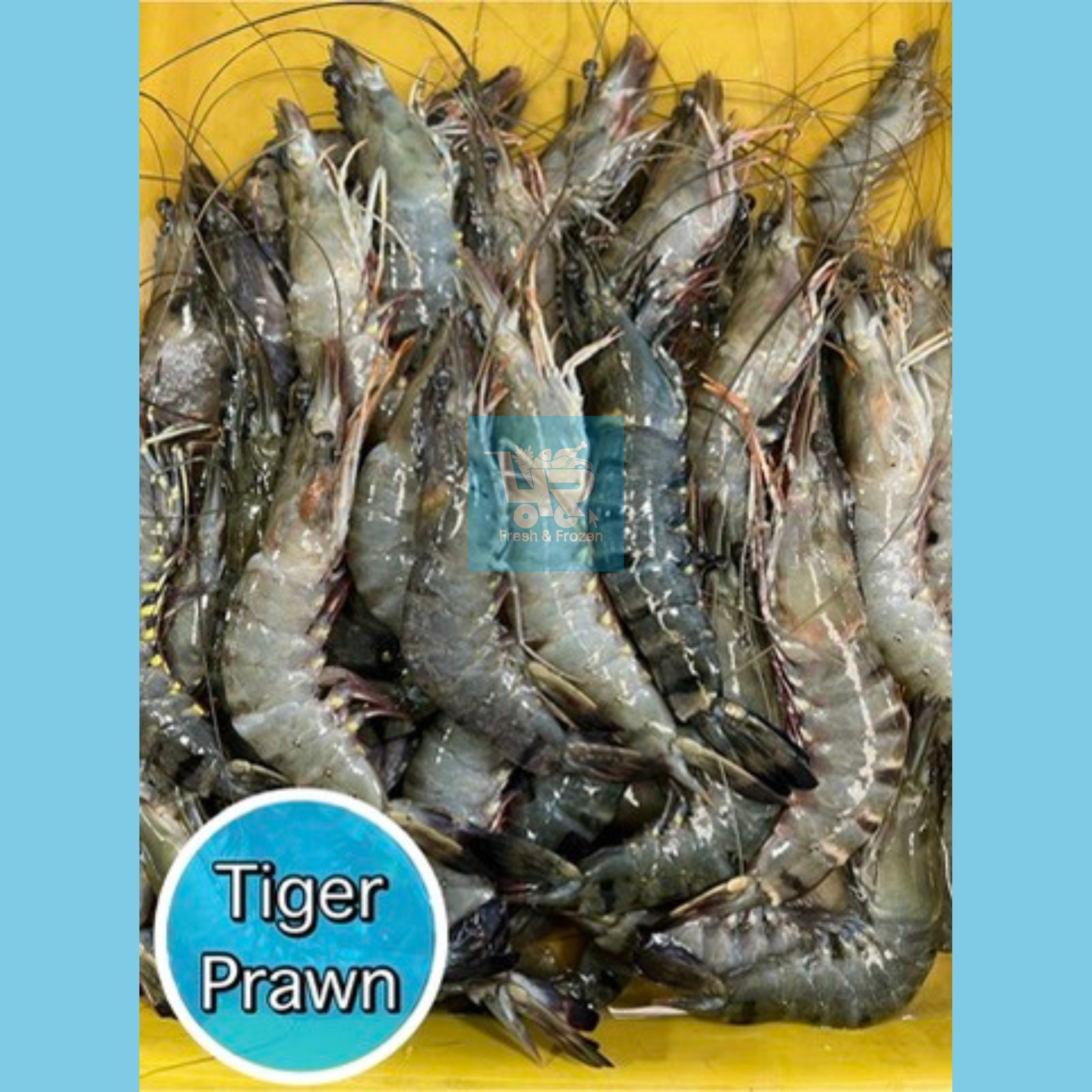 Sugpo (Tiger Prawn) – 4R Fresh And Frozen