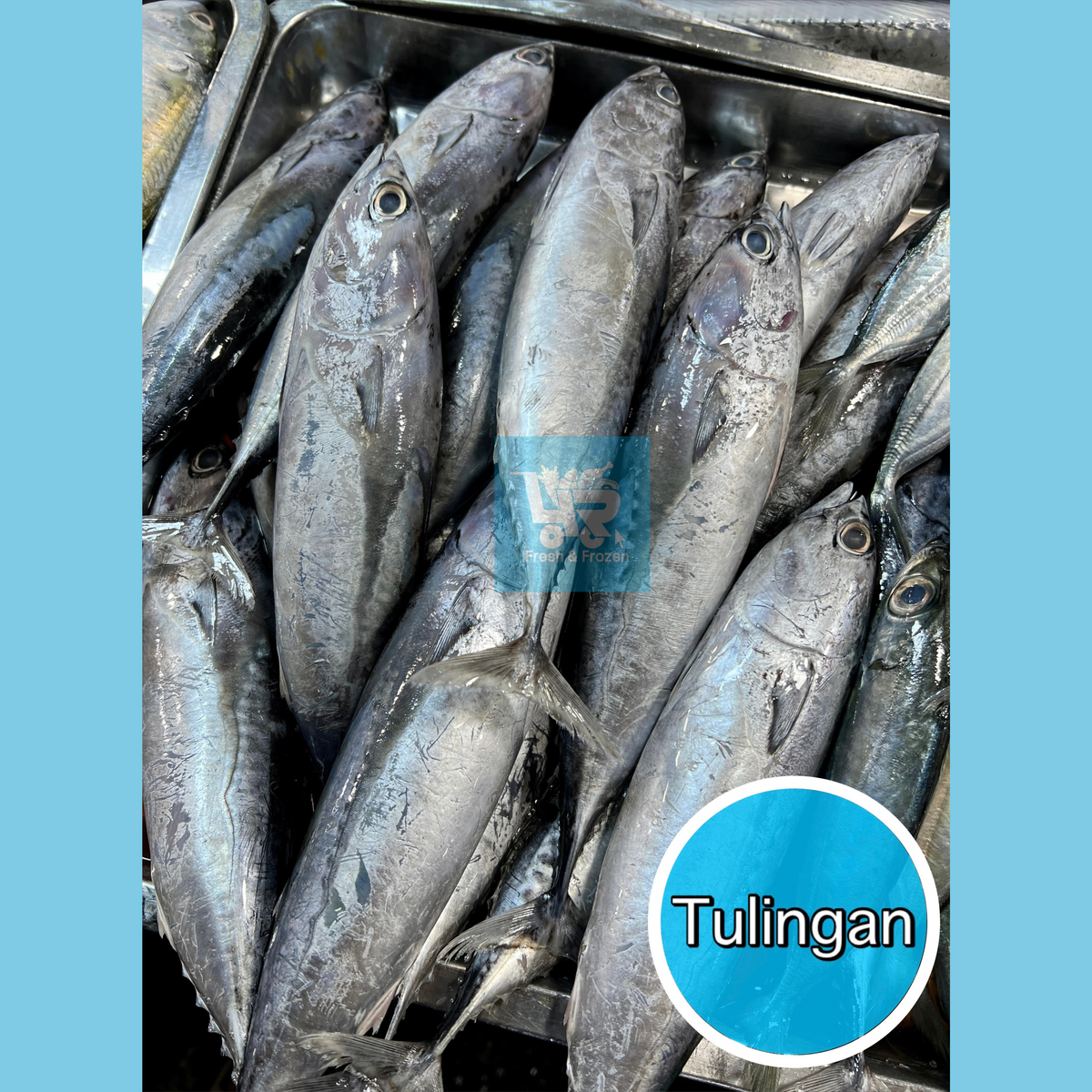 Tulingan (Bullet Tuna) – 4R Fresh And Frozen