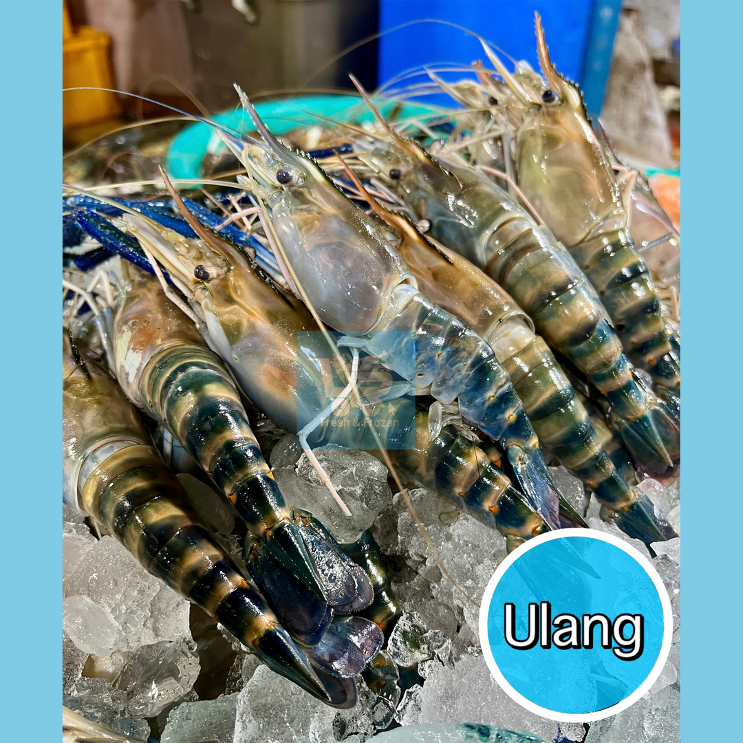 Ulang (Freshwater Prawn) – 4R Fresh And Frozen