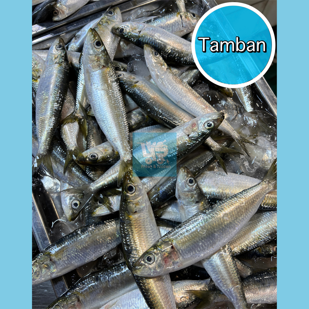 Tamban (Sardinella) – 4R Fresh And Frozen