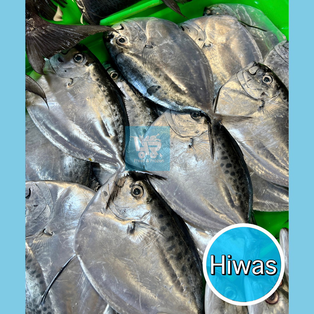 Hiwas / Chabita / Bilong-bilong (Mene or Moon Fish) – 4R Fresh And Frozen
