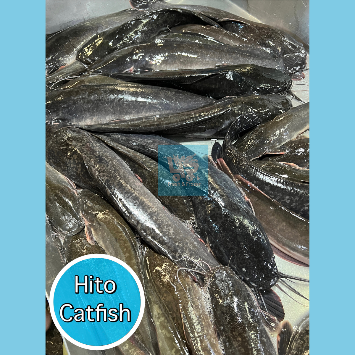 Hito (Catfish) – 4R Fresh And Frozen