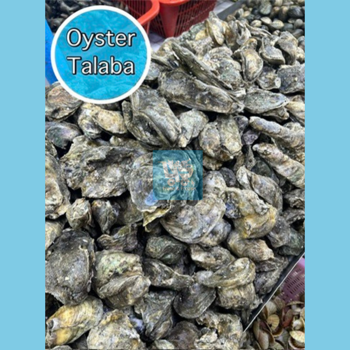 Oyster With Shell (Talaba) – 4R Fresh And Frozen
