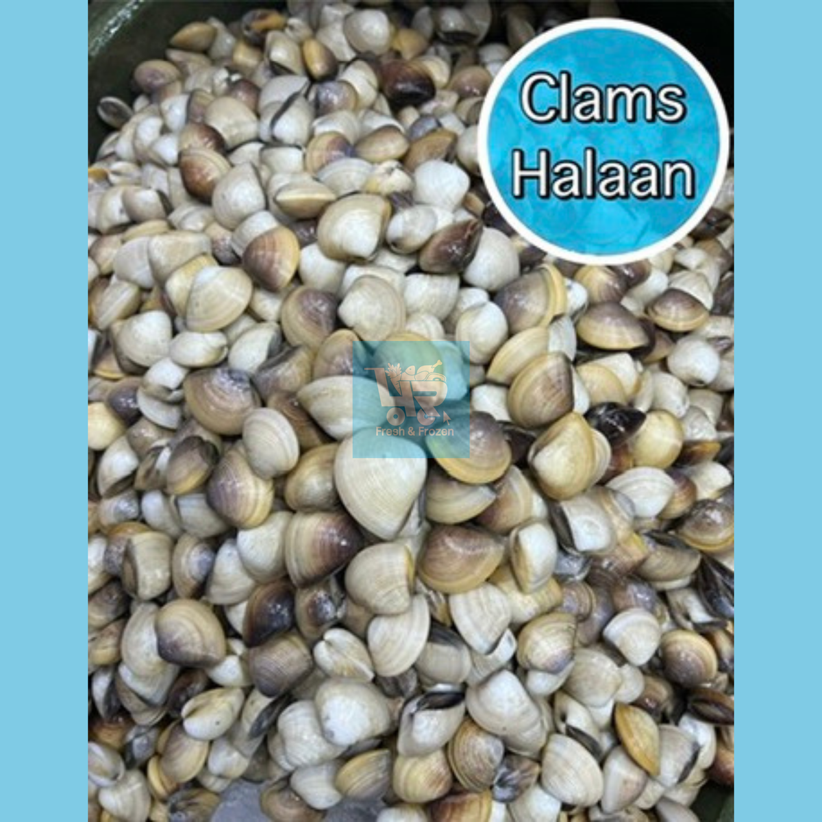 Clams (Halaan) – 4R Fresh And Frozen