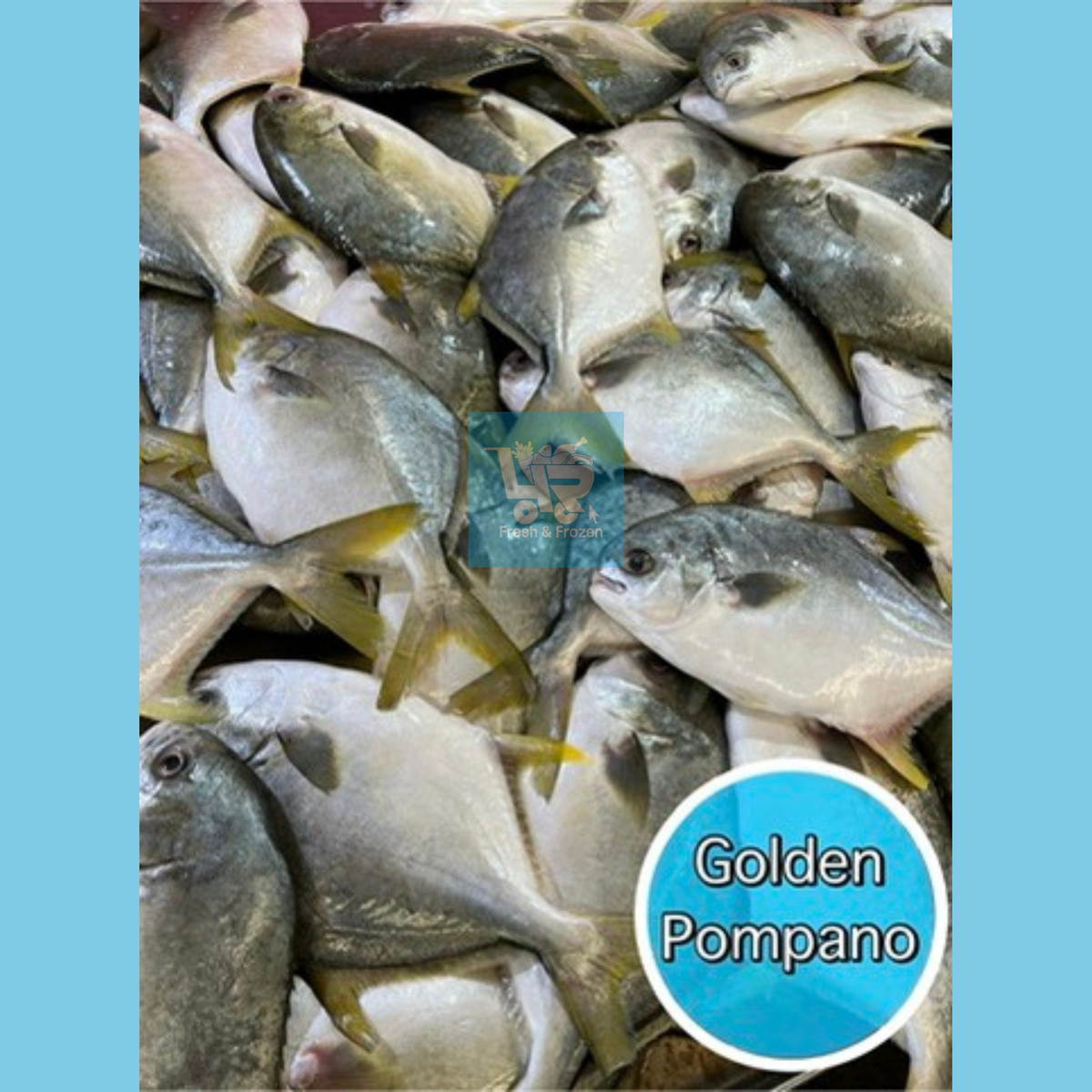 Golden Pomfret (Pompano/Pampano) – 4R Fresh And Frozen