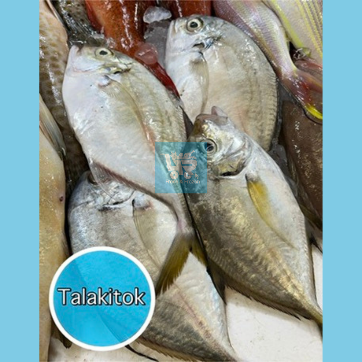 Talakitok (Trevally Fish) – 4R Fresh And Frozen