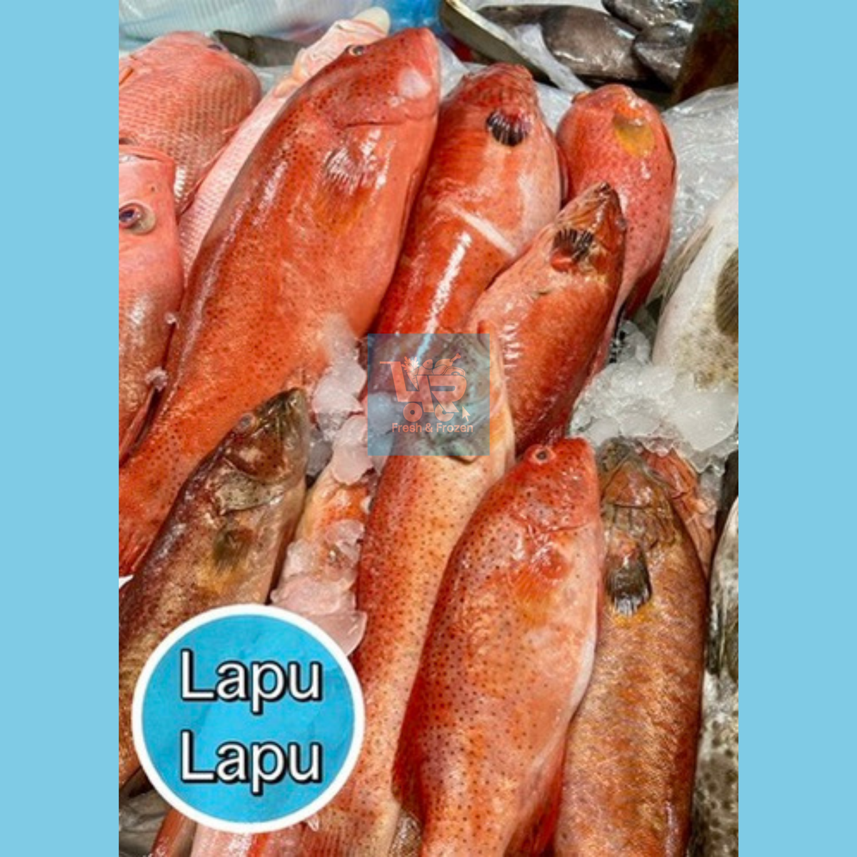 Lapu-Lapu (Grouper) – 4R Fresh And Frozen