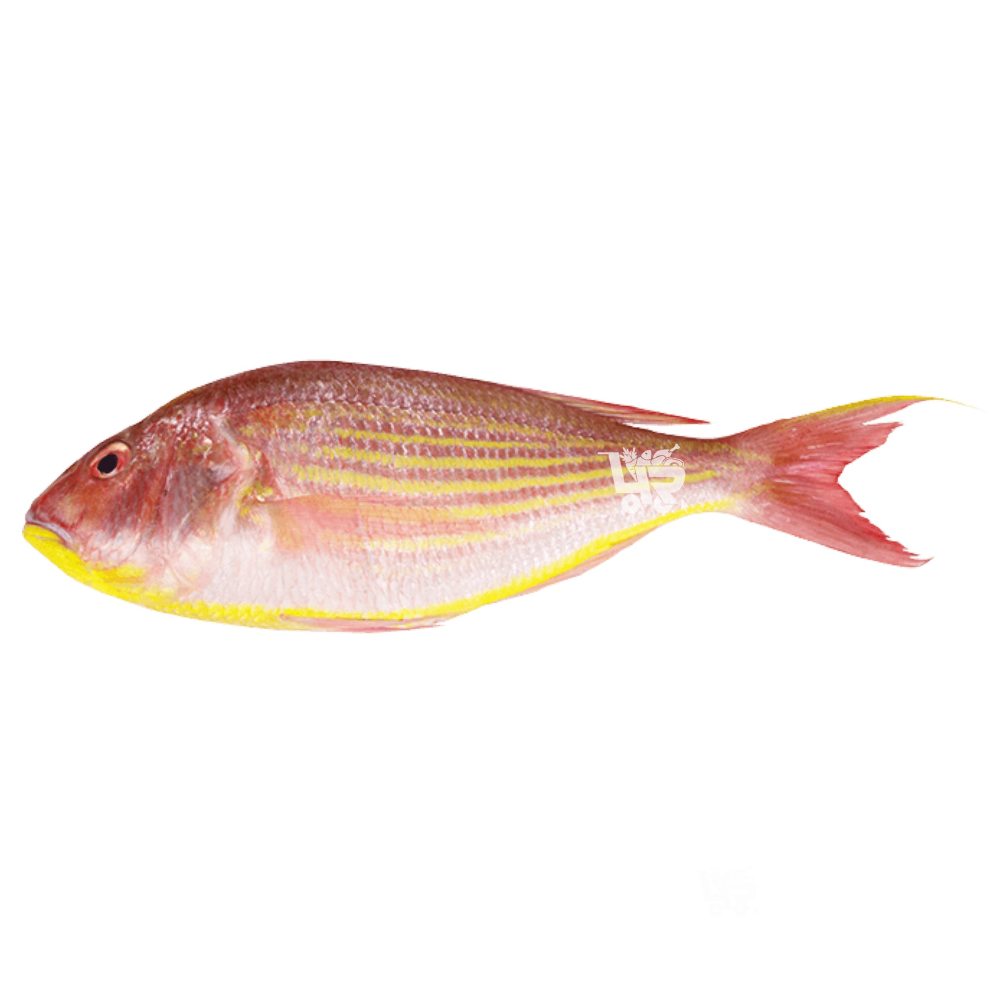 Bisugo (Threadfin Bream) - fresh and dried (choose variants) – 4R FRESH ...