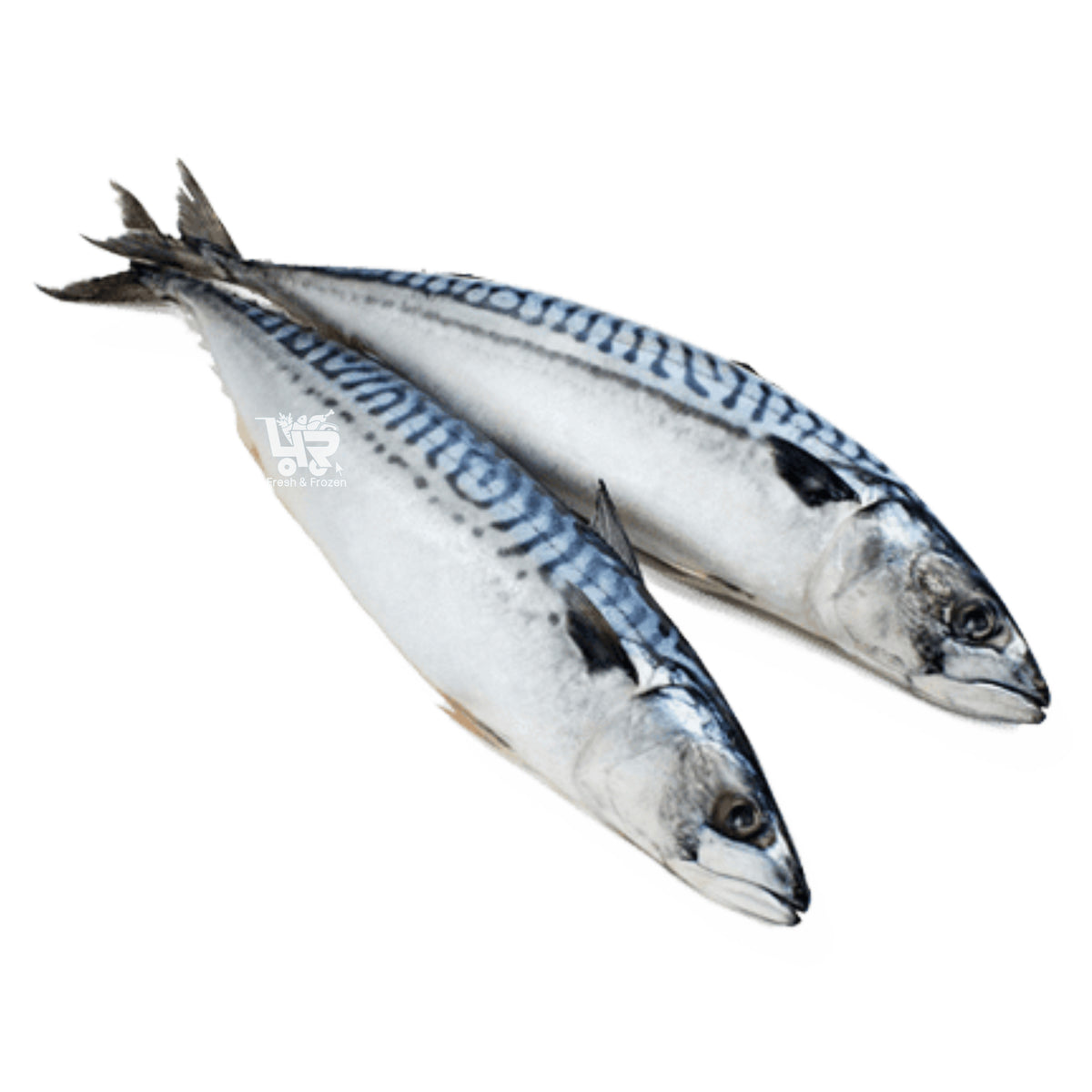 Galunggong (Scad Mackerel) – 4R Fresh And Frozen