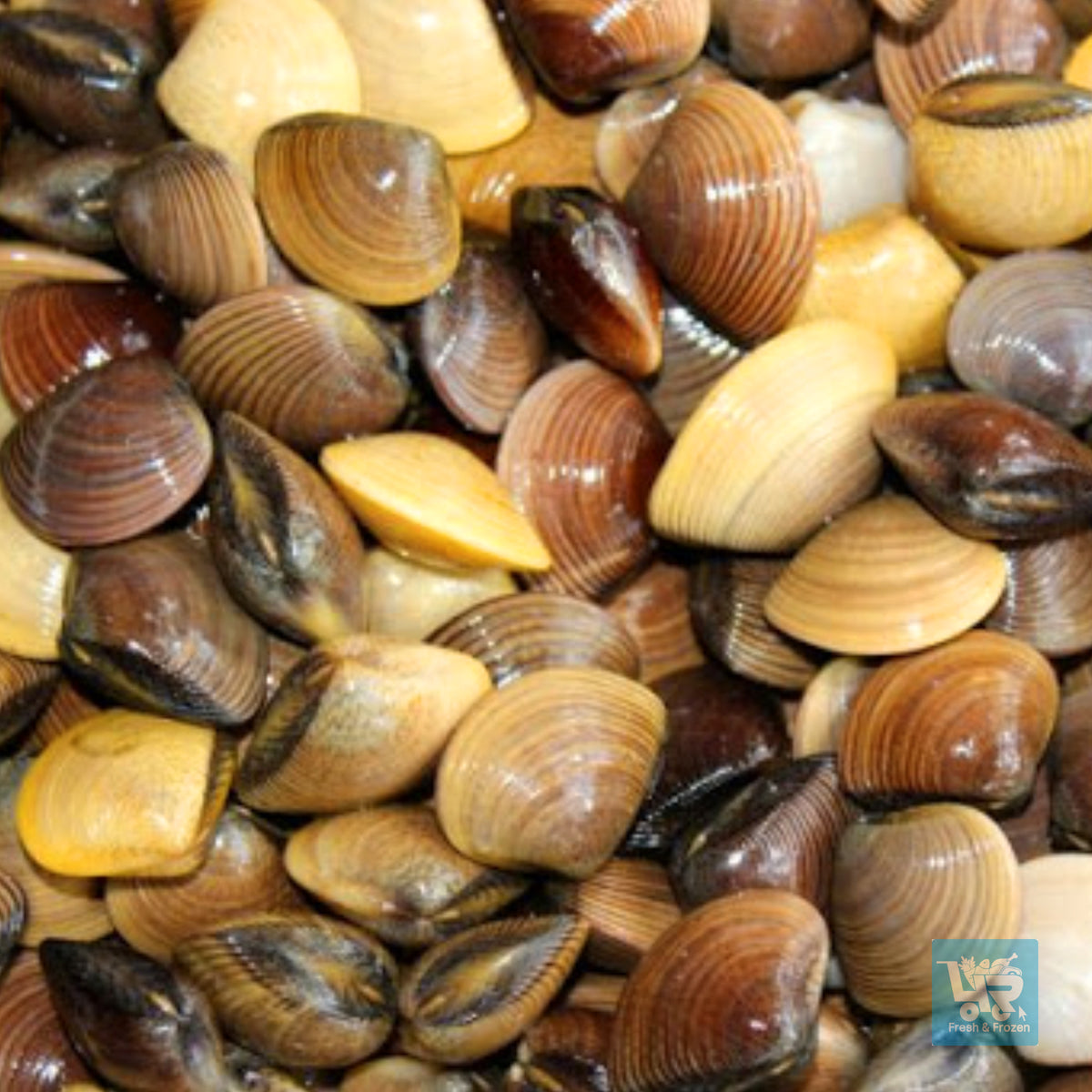 Clam (Halaan) – 4R Fresh And Frozen