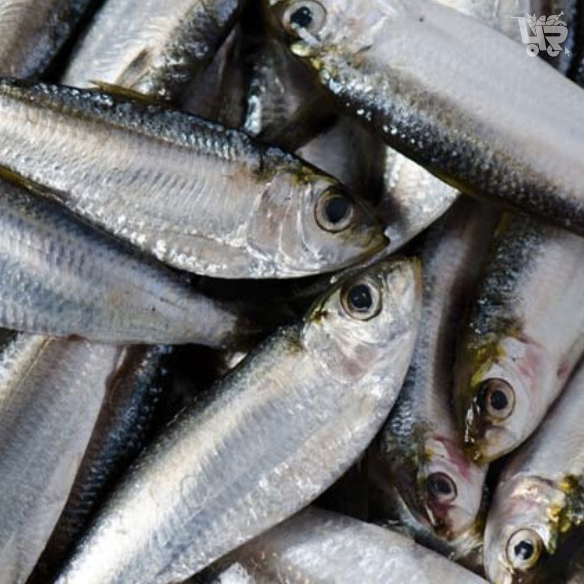 Tawilis (Freshwater Sardines) – 4R Fresh And Frozen