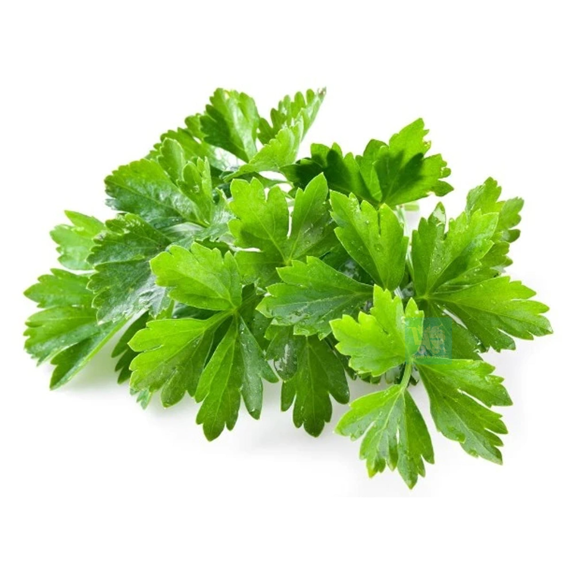 Wansoy (Kinchay Leaves) – 4R Fresh And Frozen