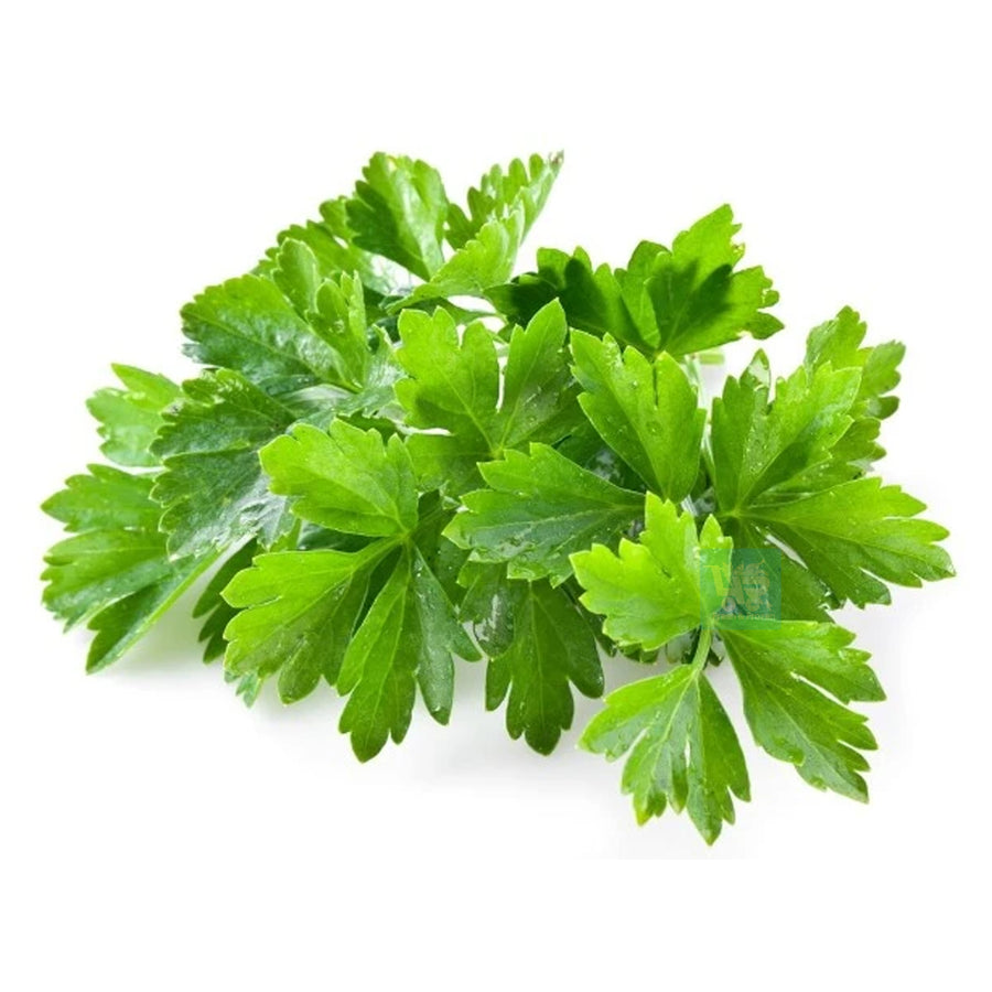 Wansoy (Kinchay Leaves) – 4R Fresh And Frozen