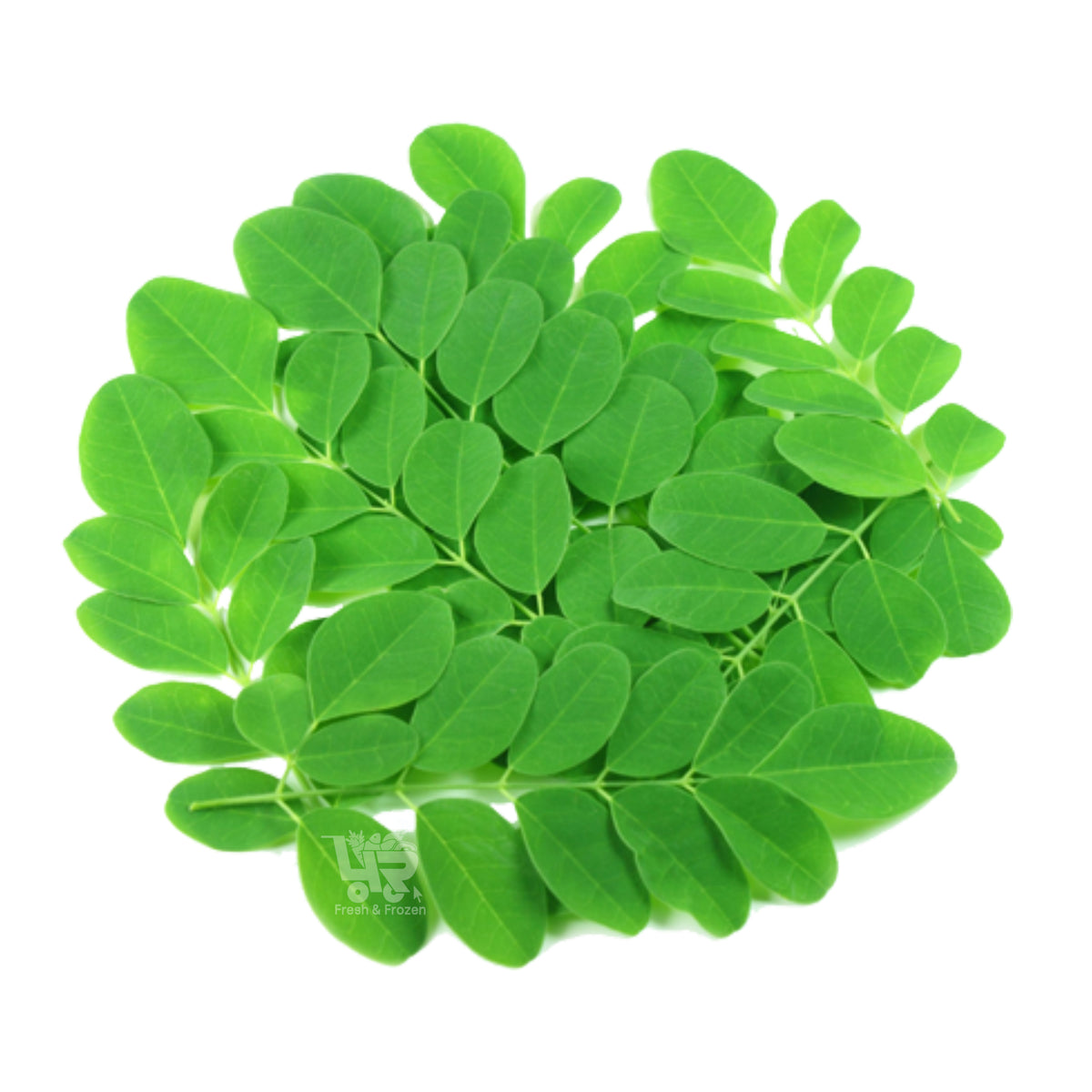 Malunggay (Moringa) - per bundle – 4R Fresh And Frozen